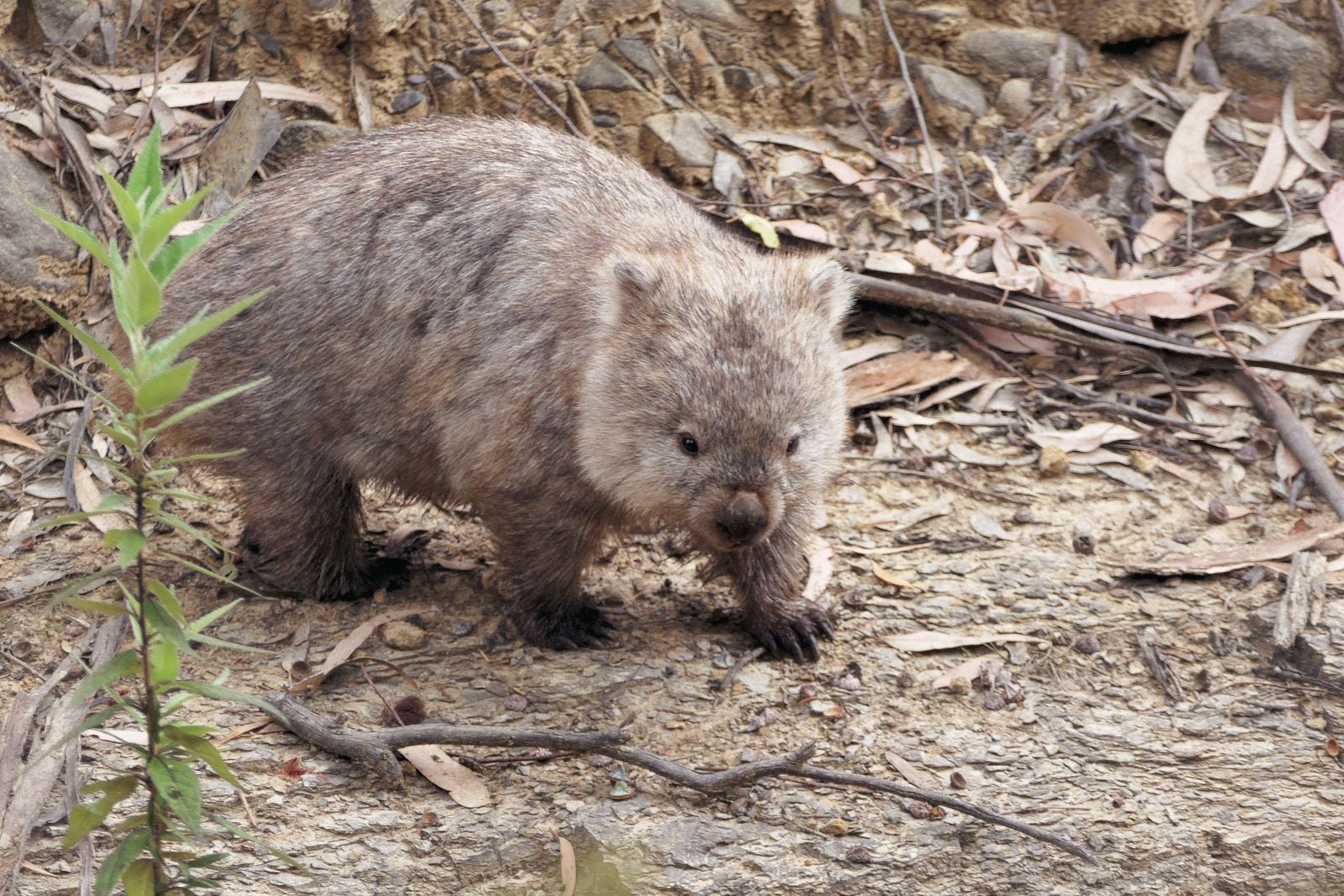 Your Guide to Visiting Maria Island - Tasmania Tours